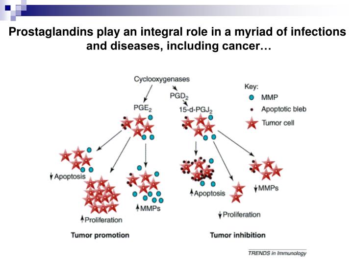 PPT - Prostaglandins: Synthesis, functions and inhibitors PowerPoint ...