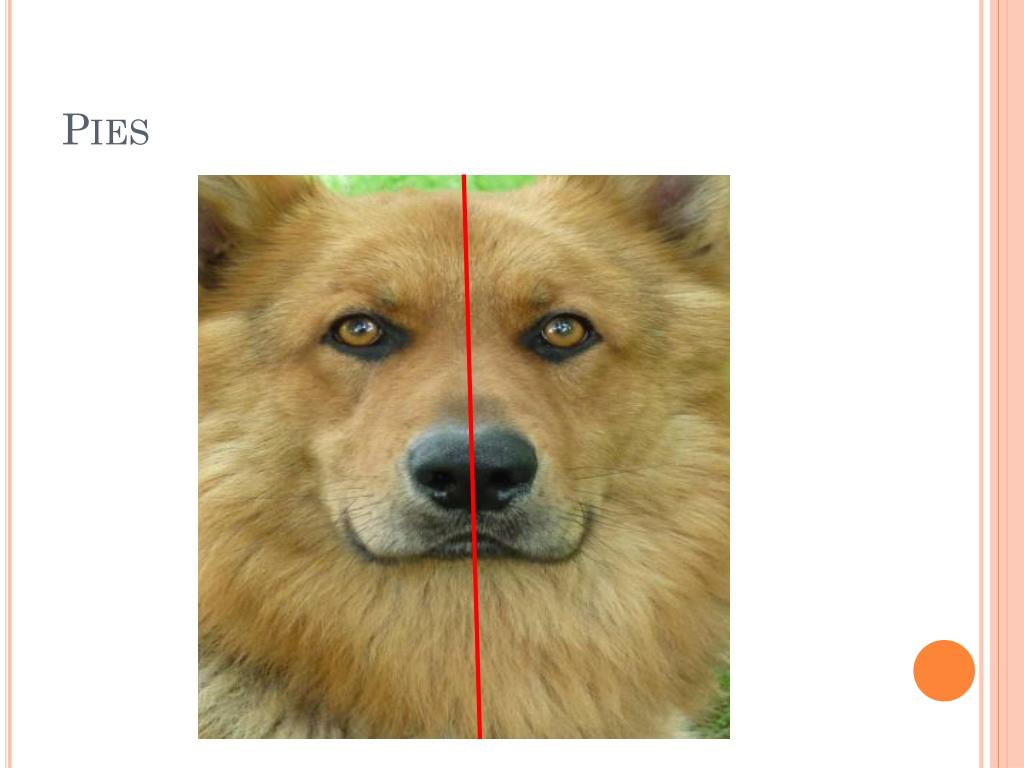 PPT - Symetria w architekturze, przyrodzie i sztuce PowerPoint ...