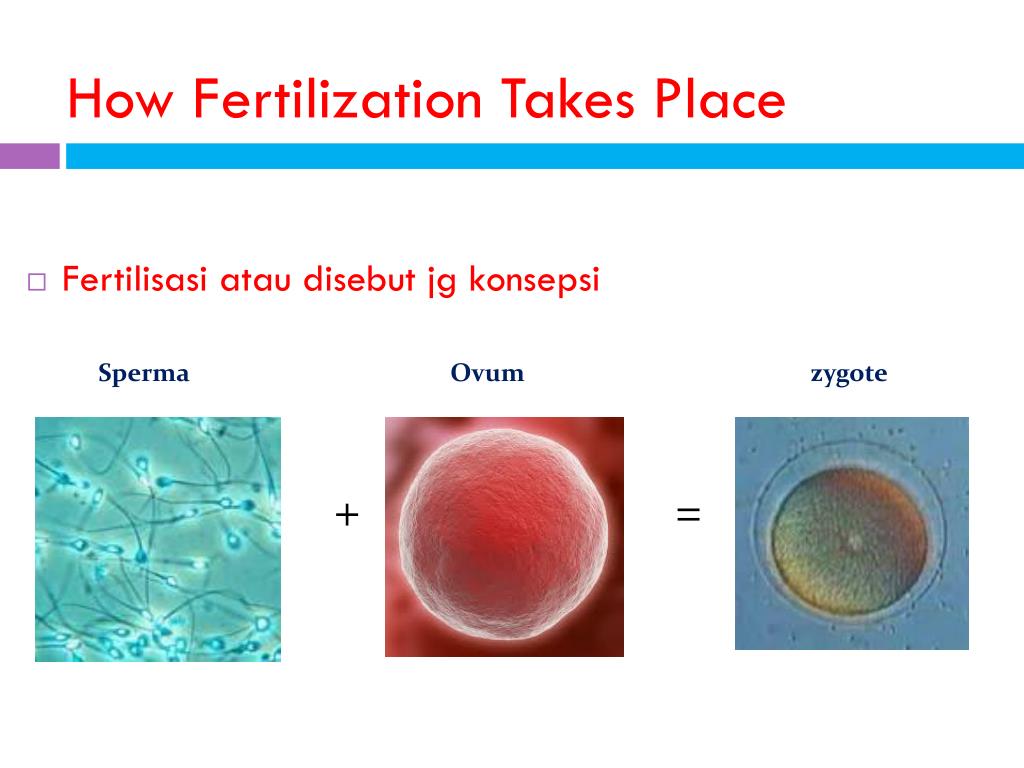 PPT - Psikologi Perkembangan 1 Ch 4 : Pregnancy and Prenatal ...