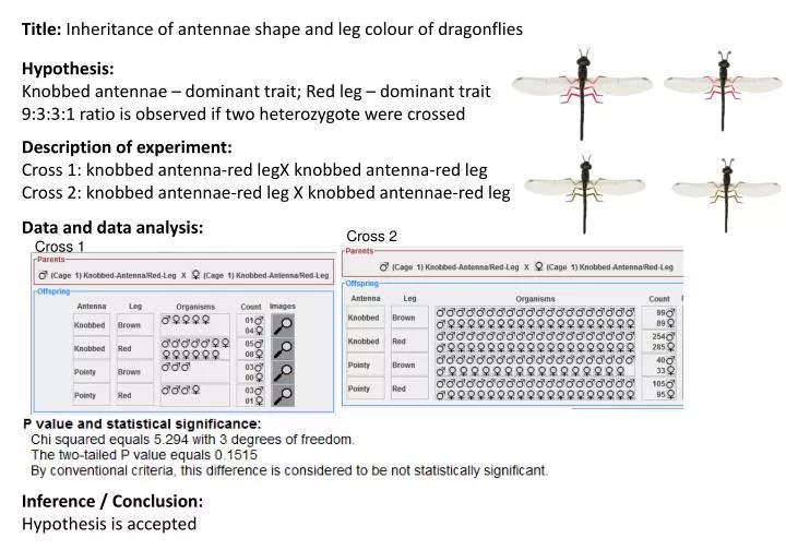 PPT - Title: Inheritance of antennae shape and leg colour of ...