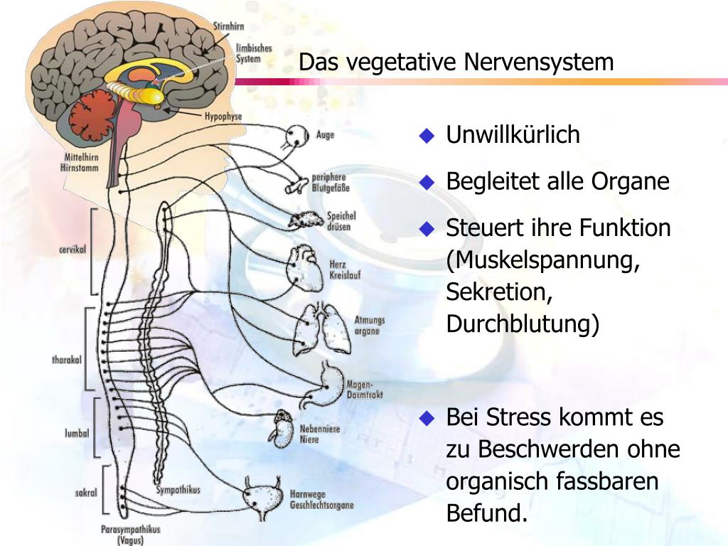 PPT - PSYCHOSOMATIK – Wenn die Seele durch den Körper spricht ...
