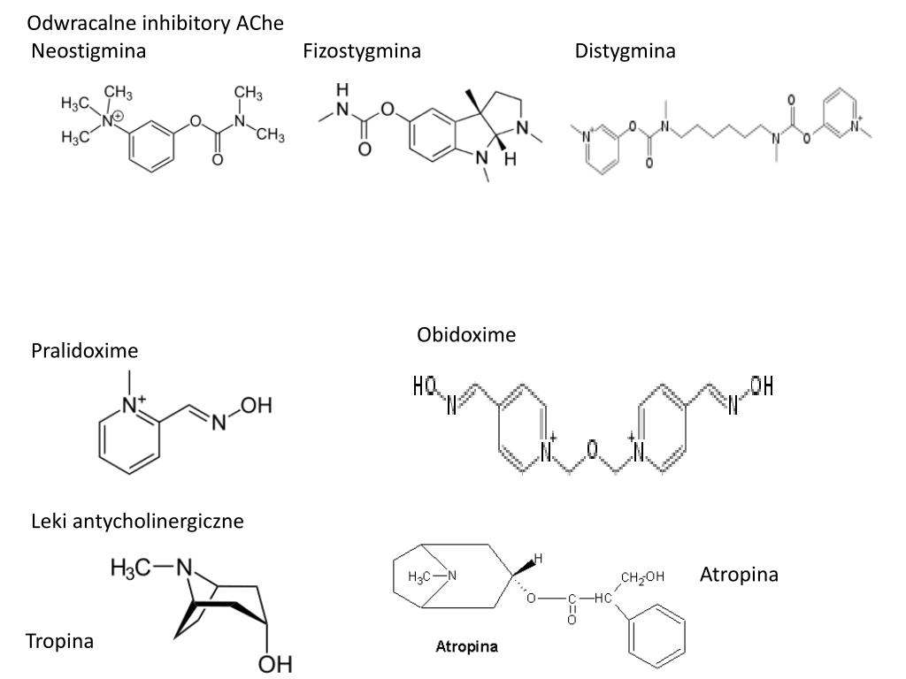 PPT - Najważniejsze neuroprzekażniki w OUN i obwodowym UN ...