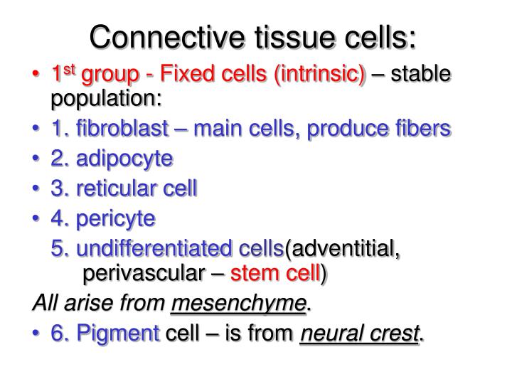 PPT - CONNECTIVE TISSUE PowerPoint Presentation - ID:4193737