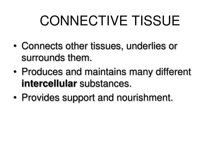 PPT - CONNECTIVE TISSUE PowerPoint Presentation - ID:4193737
