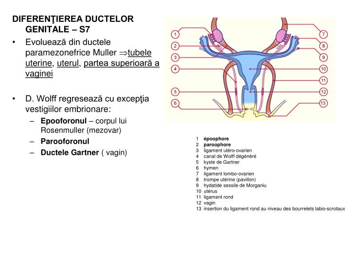PPT - Dezvoltarea sistemului genital PowerPoint Presentation - ID:4193827