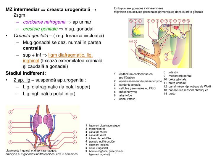 PPT - Dezvoltarea sistemului genital PowerPoint Presentation - ID:4193827
