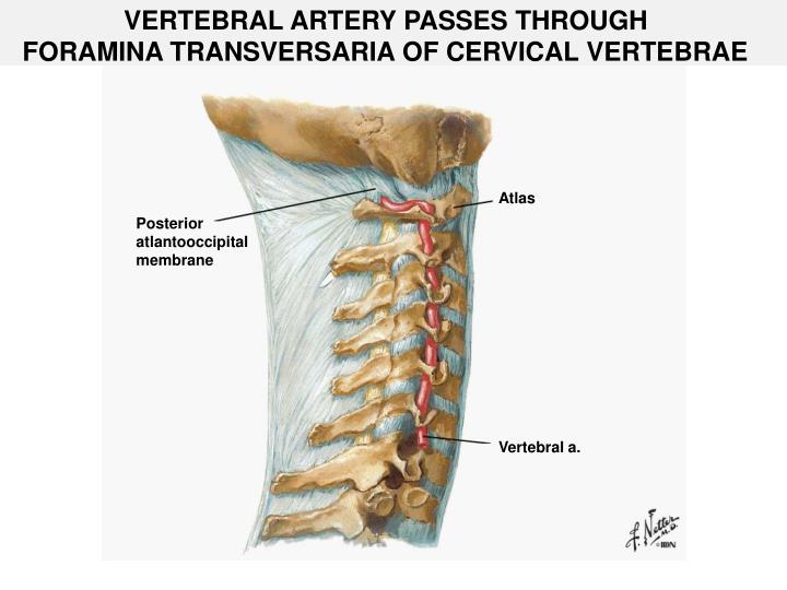PPT - VERTEBRAL COLUMN, SPINAL CORD & NERVES, & SUBOCCIPITAL REGION ...