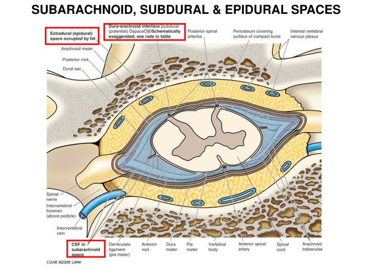 PPT - VERTEBRAL COLUMN, SPINAL CORD & NERVES, & SUBOCCIPITAL REGION ...