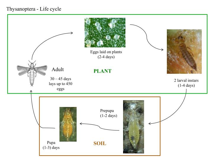 PPT - PSOCOPTERA (booklice, bark lice) PowerPoint Presentation - ID:4194111