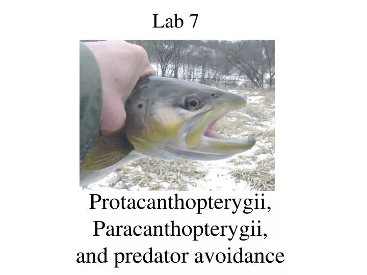 PPT - Protacanthopterygii, Paracanthopterygii, and predator avoidance ...