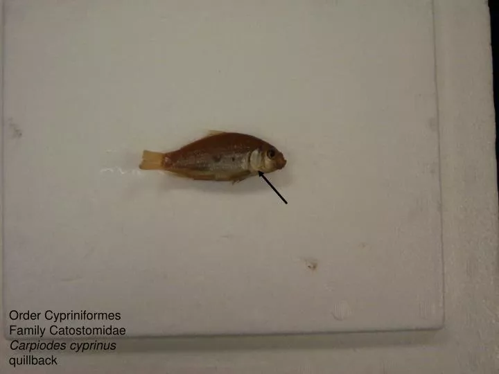 PPT - Order Cypriniformes Family Catostomidae Carpiodes cyprinus ...