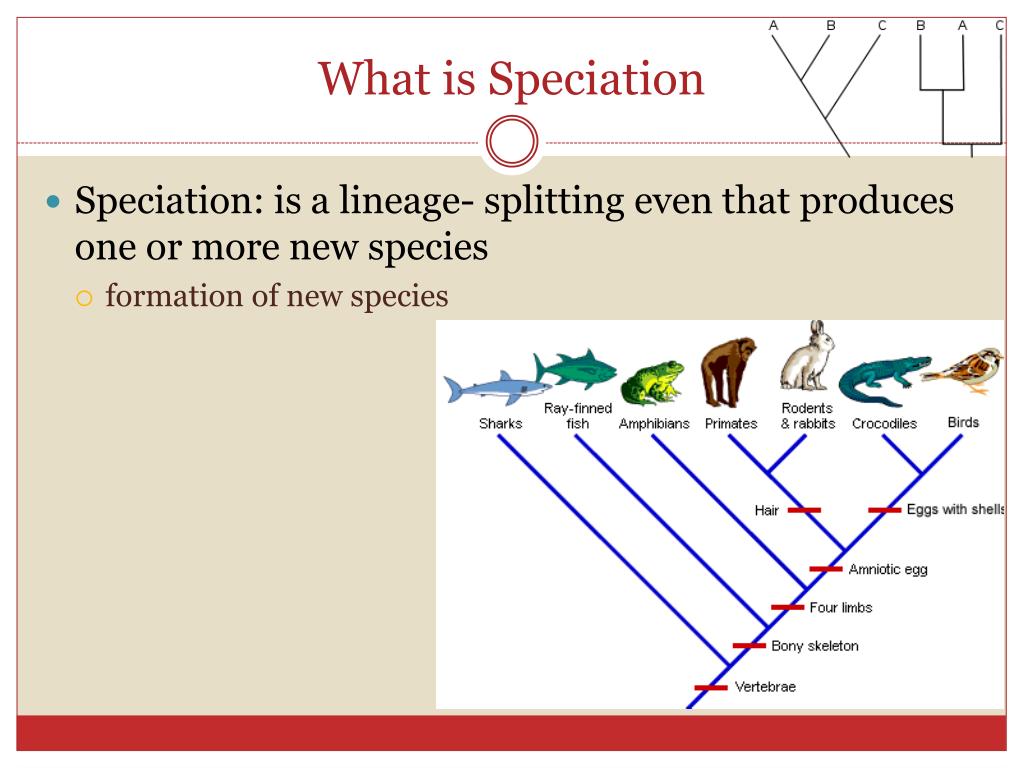 PPT - Evolution and Speciation PowerPoint Presentation, free download ... PPT - Evolution and Speciation PowerPoint Presentation, free download ...