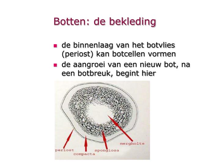 PPT - anatomie PowerPoint Presentation - ID:4195621