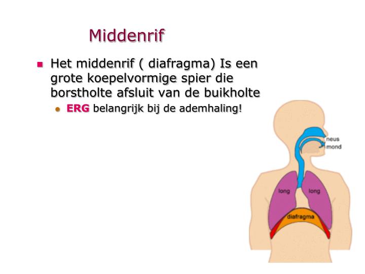 PPT - anatomie PowerPoint Presentation - ID:4195621