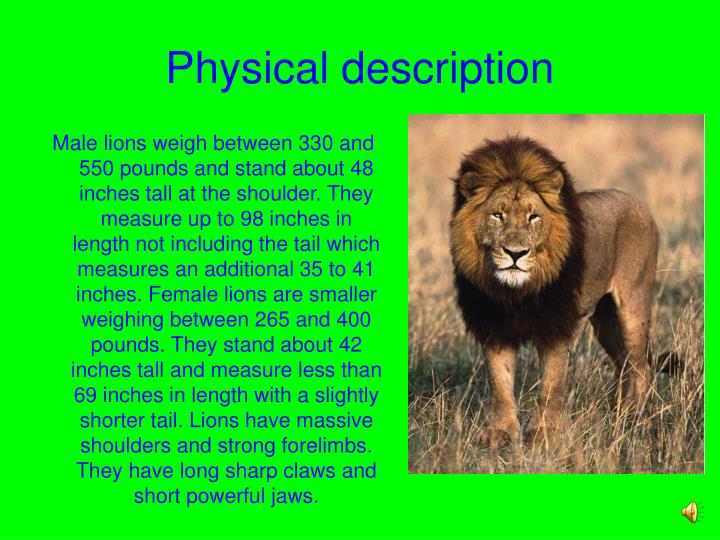 PPT - Lion PowerPoint Presentation - ID:4195834