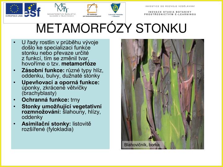 PPT - Modul: Stonek (CAULIS) Funkce stonku Vývin stonku Typy stonku ...