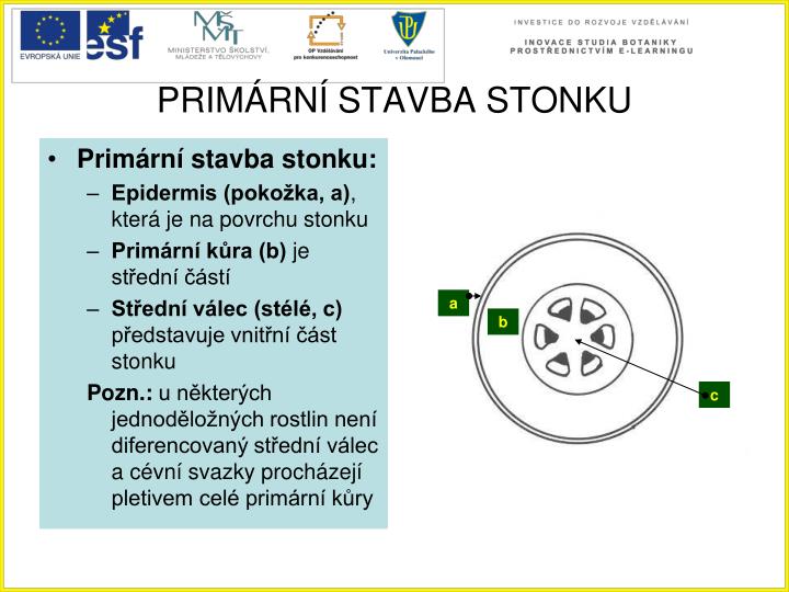 PPT - Modul: Stonek (CAULIS) Funkce stonku Vývin stonku Typy stonku ...