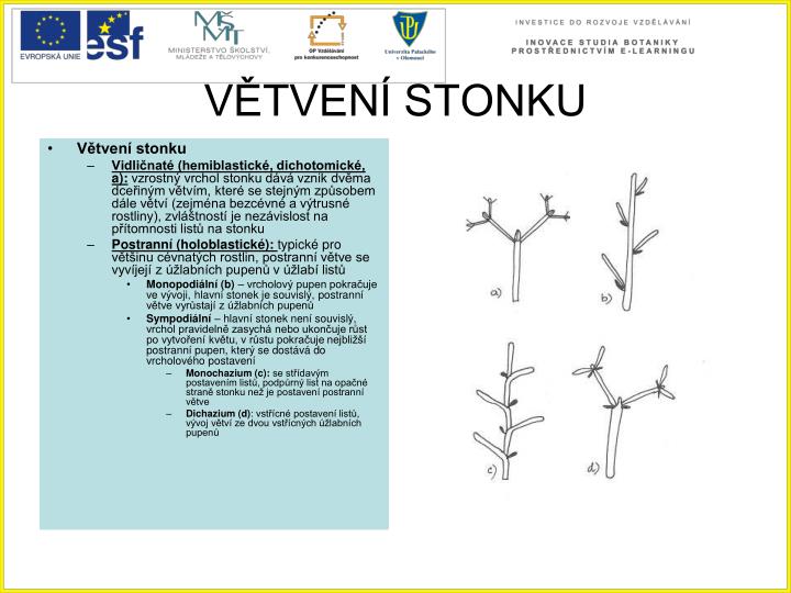 PPT - Modul: Stonek (CAULIS) Funkce stonku Vývin stonku Typy stonku ...