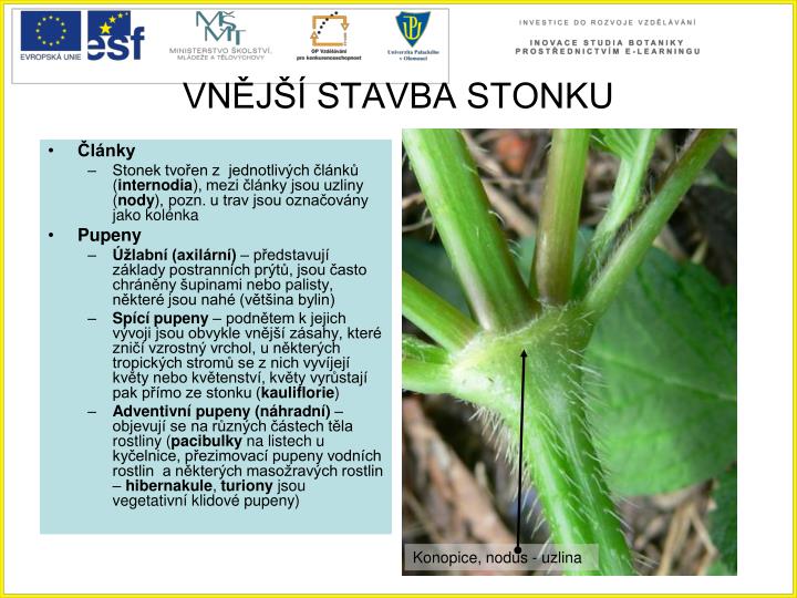 PPT - Modul: Stonek (CAULIS) Funkce stonku Vývin stonku Typy stonku ...