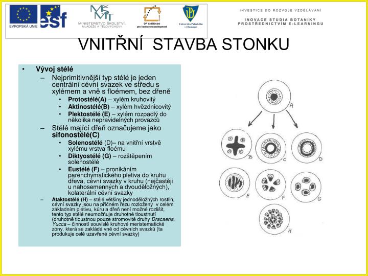 PPT - Modul: Stonek (CAULIS) Funkce stonku Vývin stonku Typy stonku ...