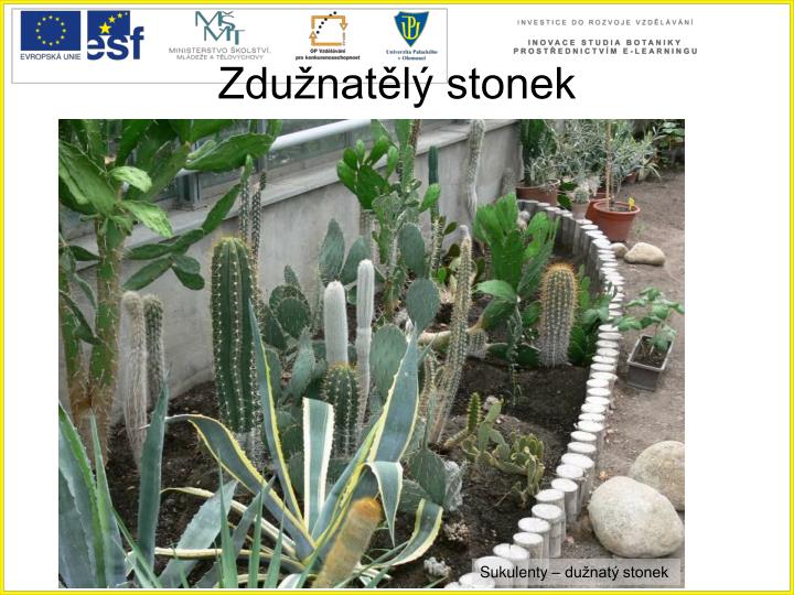 PPT - Modul: Stonek (CAULIS) Funkce stonku Vývin stonku Typy stonku ...