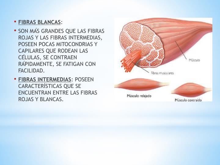 PPT - TEJIDO MUSCULAR PowerPoint Presentation - ID:4196535