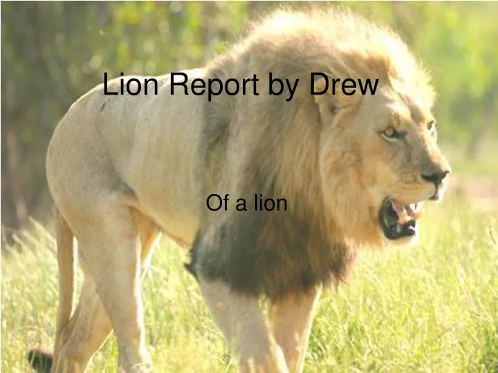 PPT - Lion Report by Drew PowerPoint Presentation, free download - ID ...