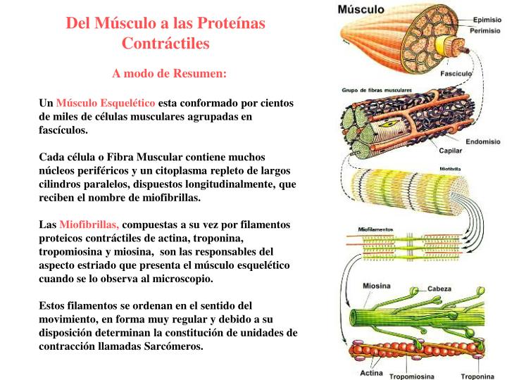 PPT - Sistema Muscular PowerPoint Presentation - ID:4197021