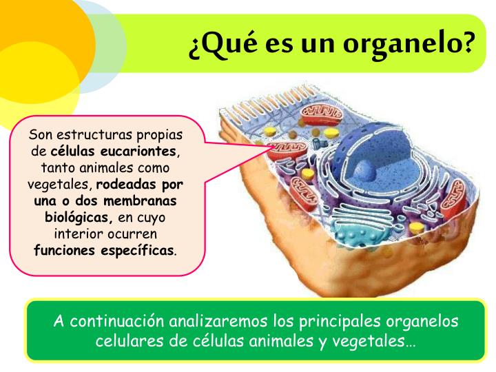 PPT - Organelos celulares. PowerPoint Presentation - ID:4197064
