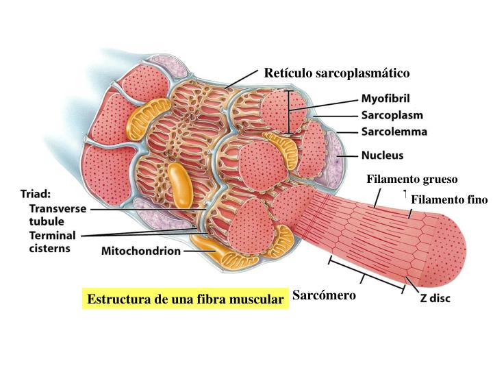 PPT - Sistema muscular PowerPoint Presentation - ID:4197104