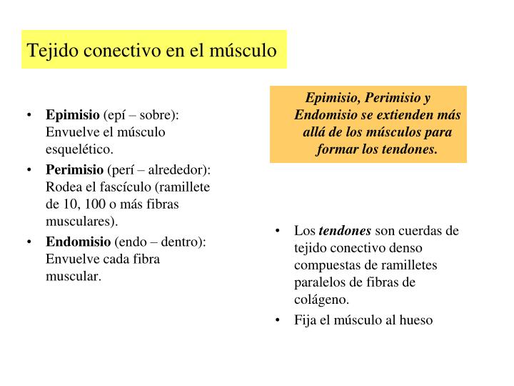 PPT - Sistema muscular PowerPoint Presentation - ID:4197104