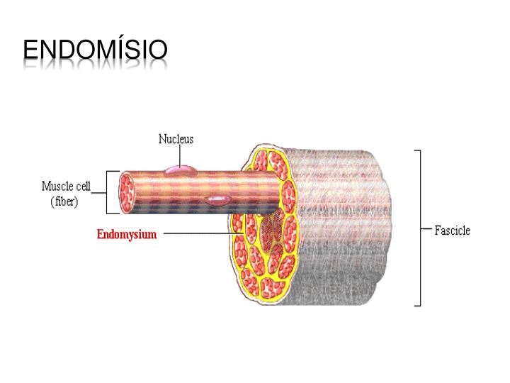 PPT - Tecido Muscular PowerPoint Presentation - ID:4197800
