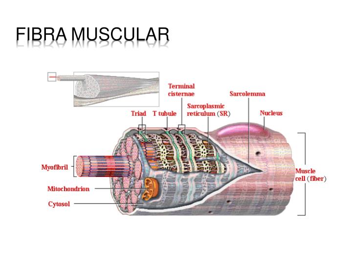 PPT - Tecido Muscular PowerPoint Presentation - ID:4197800