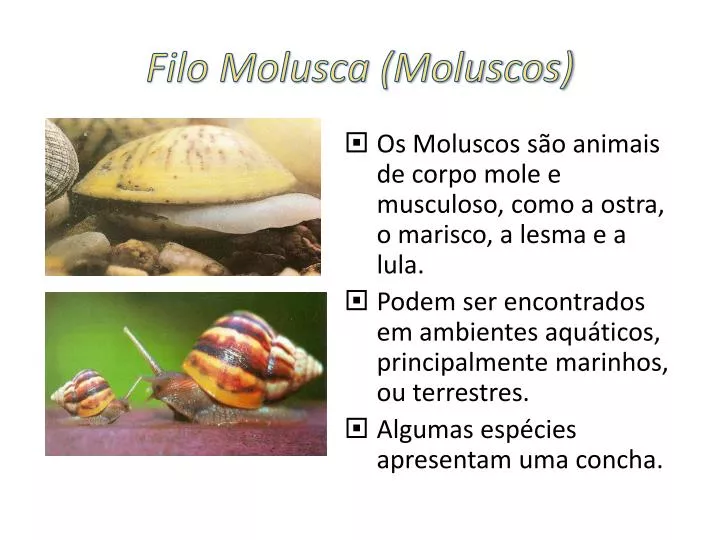 PPT - Filo Molusca (Moluscos) PowerPoint Presentation, free download ...