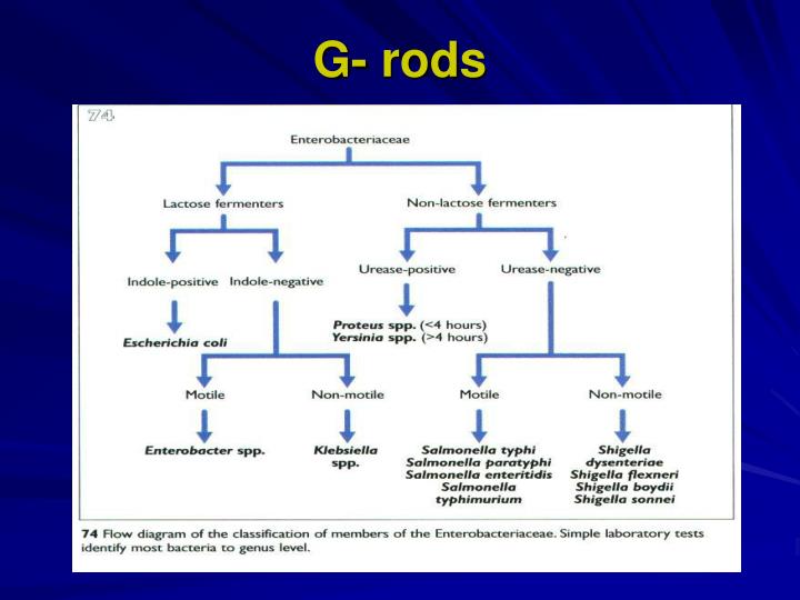 PPT - GRAMNEGATIVE ENTERIC RODS PowerPoint Presentation - ID:4198039