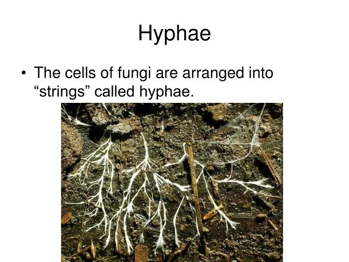 PPT - Hyphae PowerPoint Presentation, free download - ID:4198797