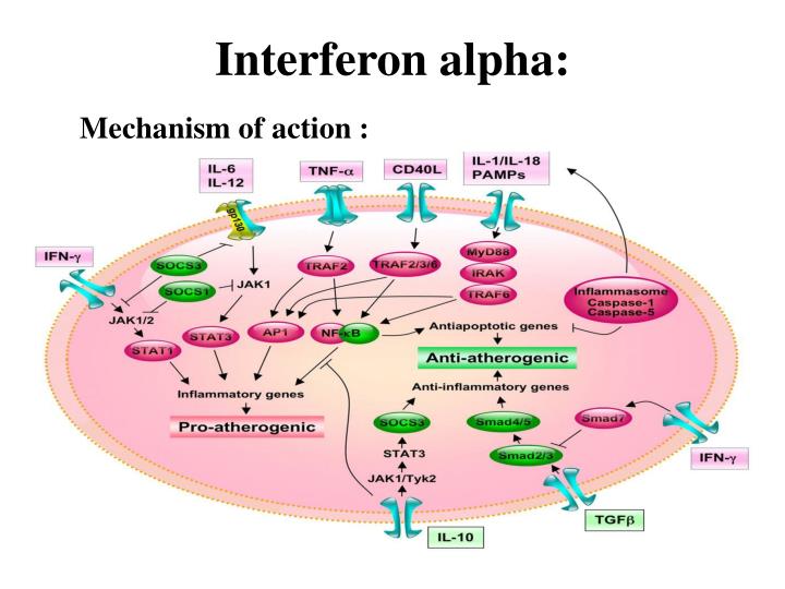 PPT - Middle East R espiratory Syndrome (MERS-COV) PowerPoint ...