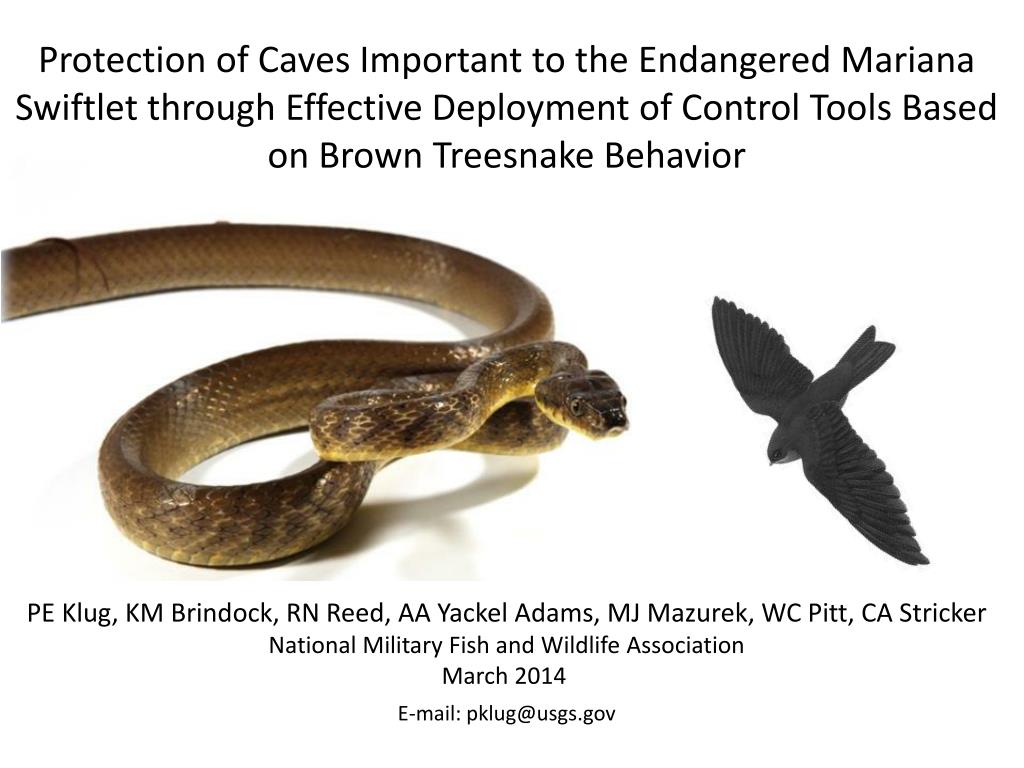 PPT - PE Klug, KM Brindock, RN Reed, AA Yackel Adams, MJ Mazurek, WC ...