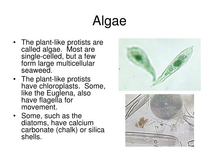 PPT - Protists PowerPoint Presentation - ID:4200408