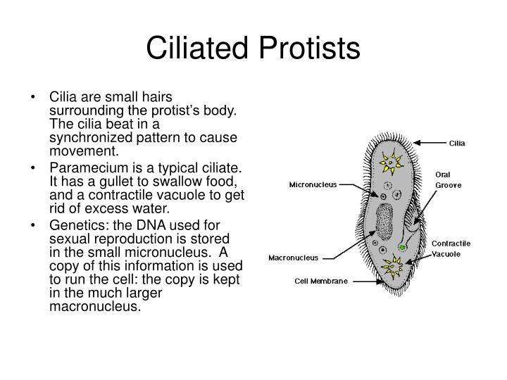 PPT - Protists PowerPoint Presentation - ID:4200408