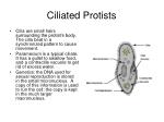 PPT - Protists PowerPoint Presentation - ID:4200408