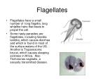 PPT - Protists PowerPoint Presentation - ID:4200408