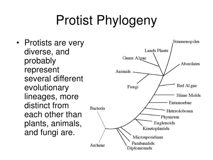 PPT - Protists PowerPoint Presentation - ID:4200408