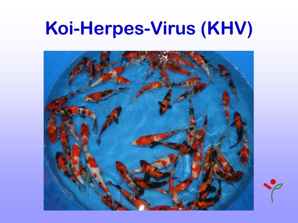 PPT - Neue Viruskrankheiten - eine Gefahr für unsere Fische PowerPoint ...