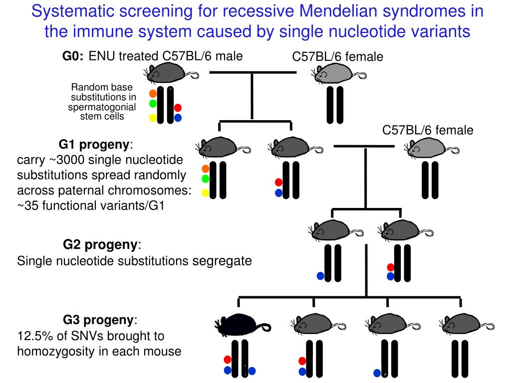 PPT - Clinical Phenotype: Disease Signs & Symptoms PowerPoint ...