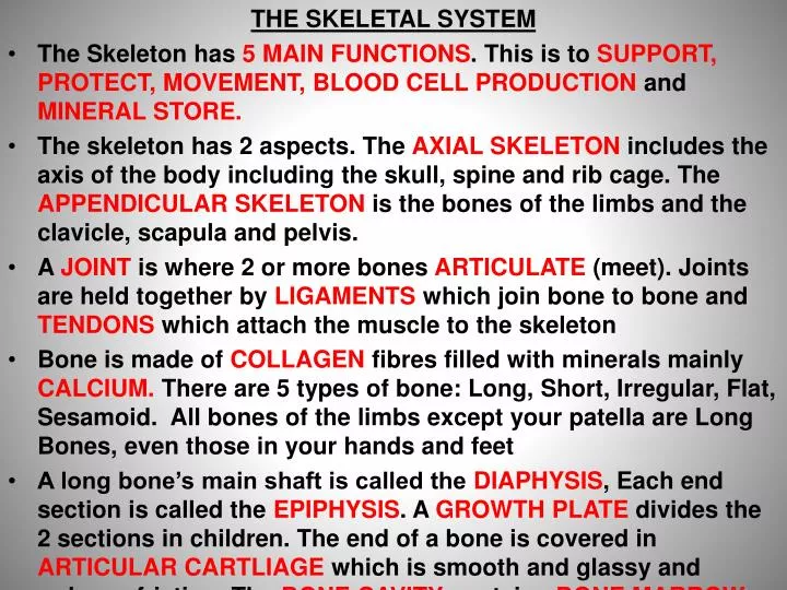 PPT - THE SKELETAL SYSTEM PowerPoint Presentation, free download - ID ...