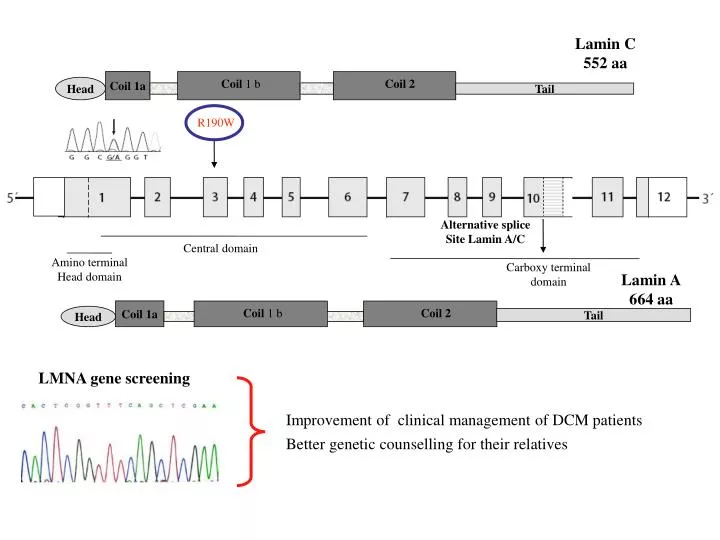 PPT - Alternative splice Site Lamin A/C PowerPoint Presentation, free ...