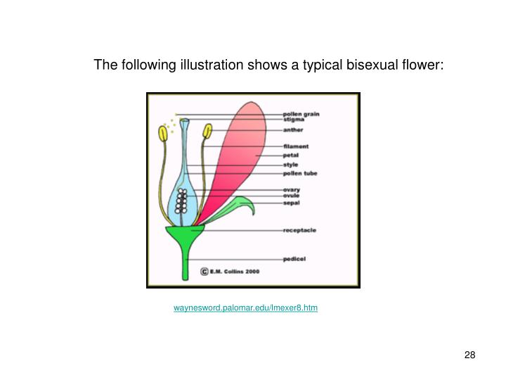 How Do Bisexual Flowers Reproduce at Joseph Park blog