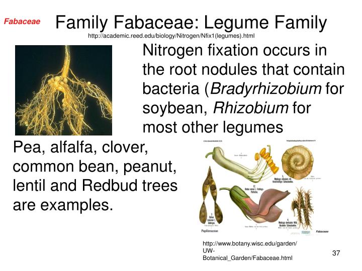 PPT - PLANT BIOLOGY PowerPoint Presentation - ID:4204407