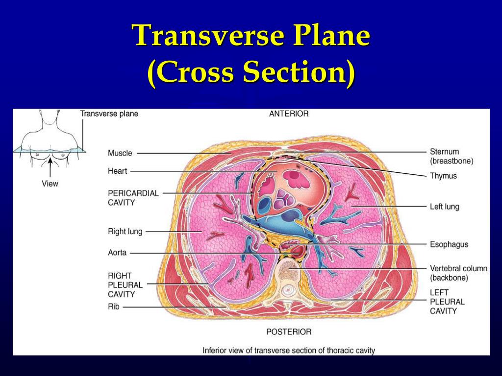 PPT The HUMAN BODY PowerPoint Presentation Free Download ID 4205970